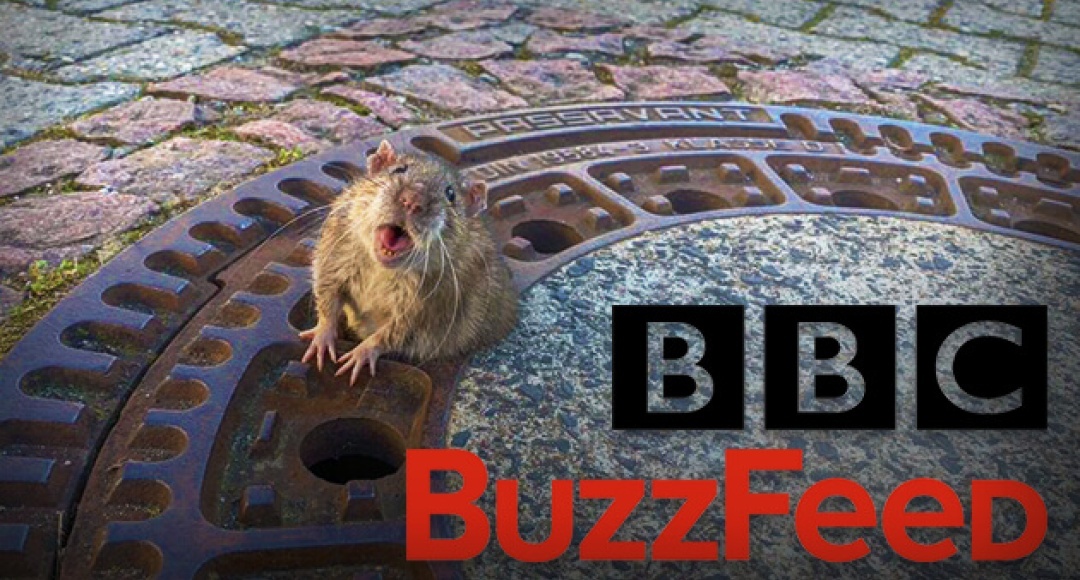 "Fat Rat from Germany": gerettete Gulli-Ratte aus Bensheim macht ...